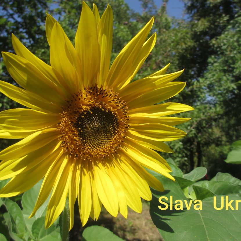 Slava Ukraini - Bardu Venstre