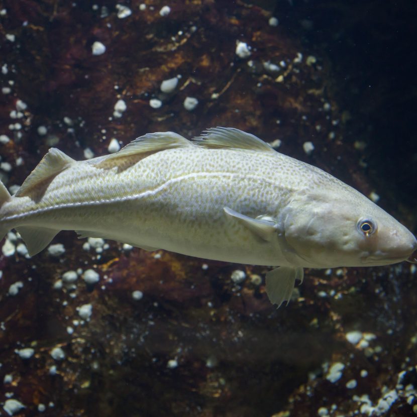 Uttalelse: Bevar torsken i Oslofjorden - Oslo Venstre